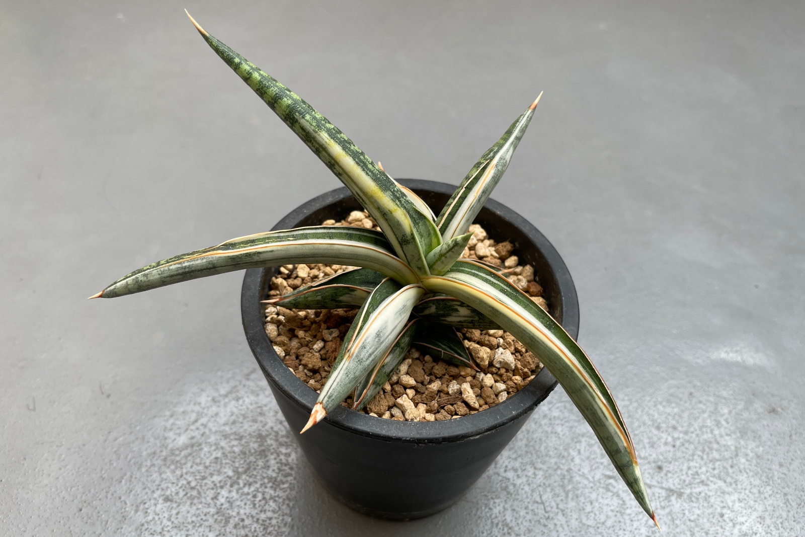 サンスベリア ラブラノス（Lav.1970）斑入り | すごいグリーン