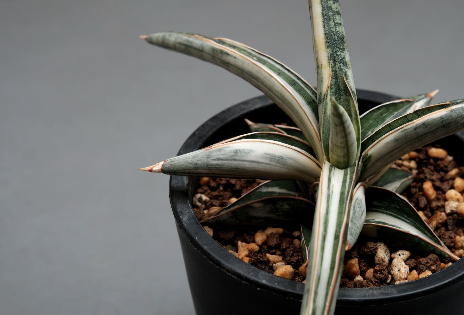 サンスベリア ラブラノス（Lav.1970）斑入り / 美しすぎる緑と白と朱のコラボ。 | すごいグリーン